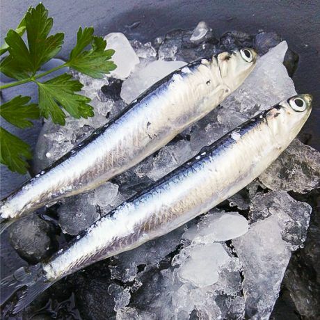 Pescadería Online | Comprar pescado online y marisco fresco